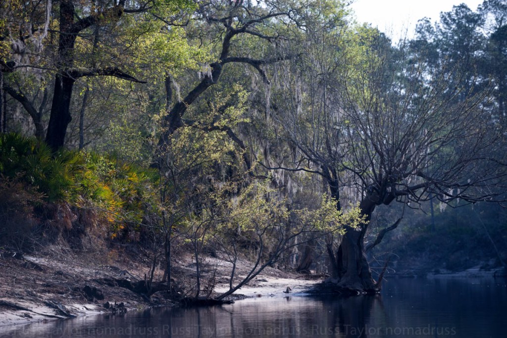 Spring on the Suwannee River | nomadruss in words and photos